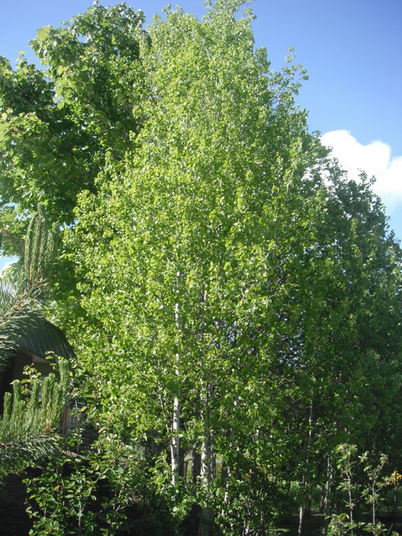 Quaking Aspen Populus Tremuloides Native Plants PNW
