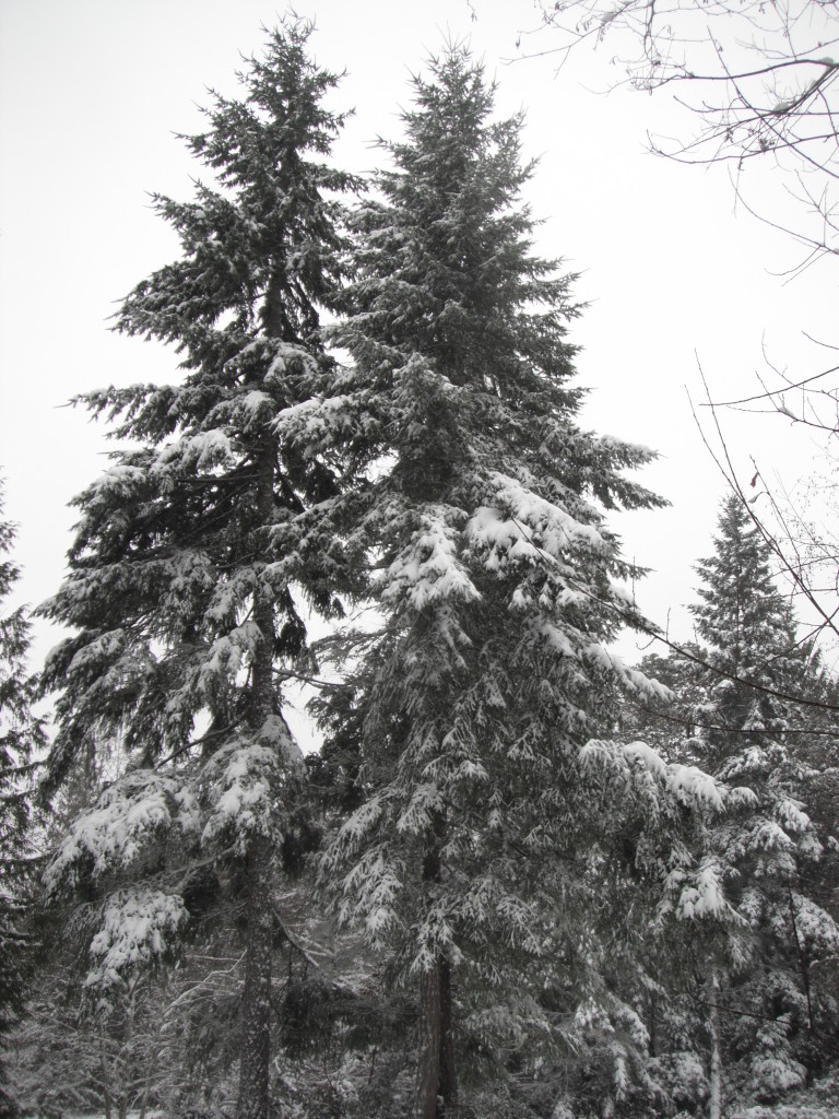 Douglas Fir, Pseudotsuga menziesii | Native Plants PNW