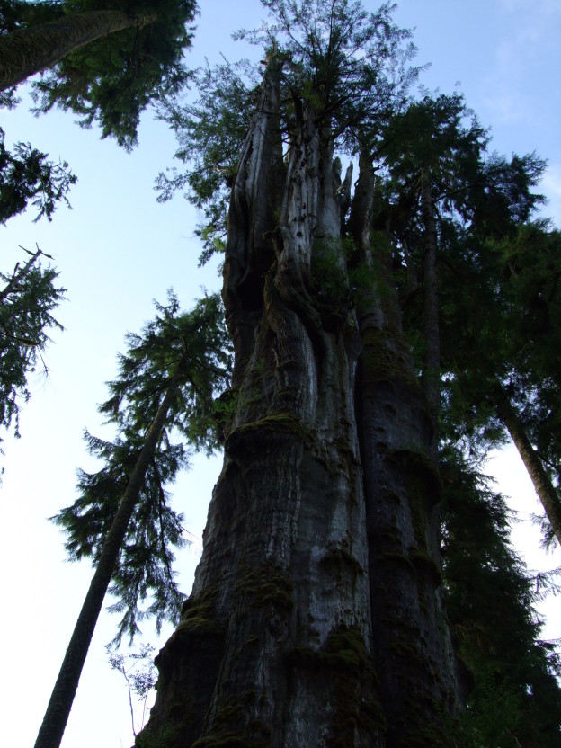 Western Red Cedar, Thuja plicata | Native Plants PNW