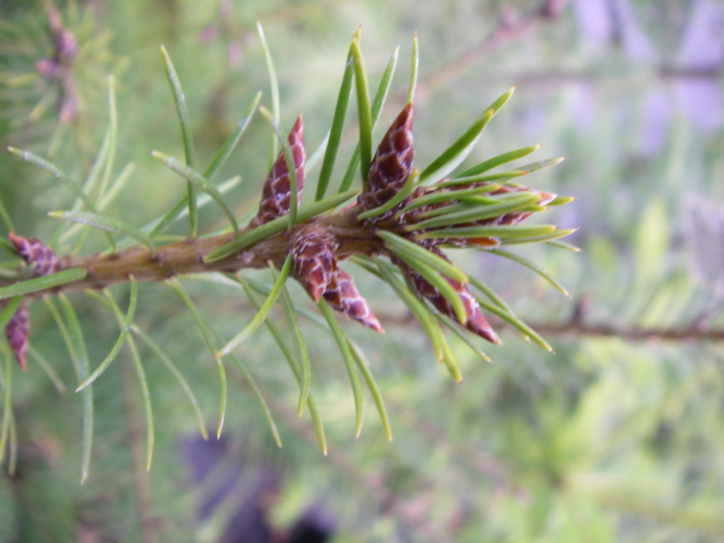 Douglas Fir, Pseudotsuga menziesii | Native Plants PNW