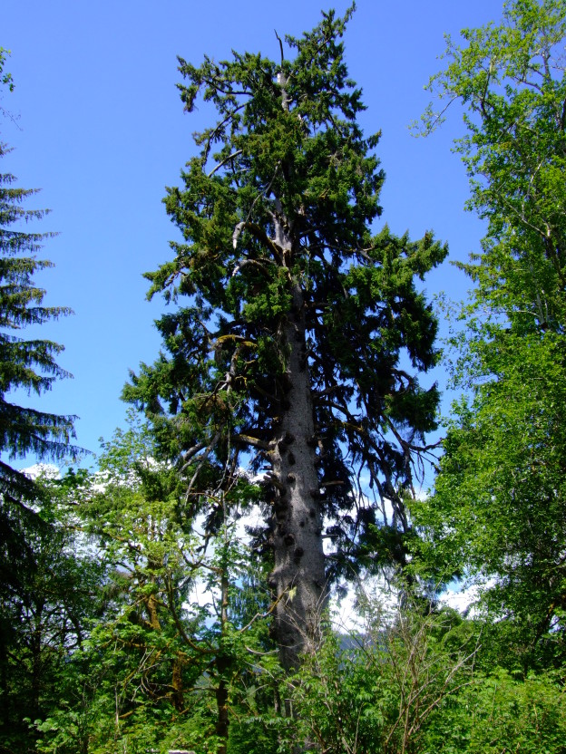 Sitka Spruce, Picea sitchensis | Native Plants PNW