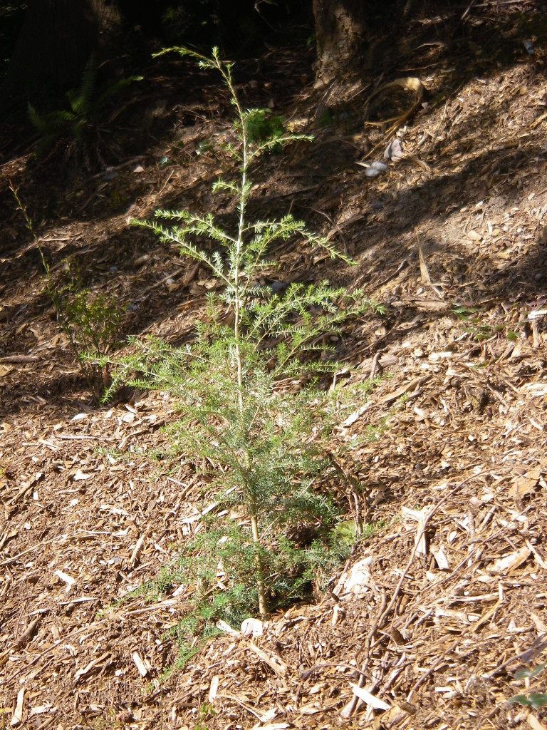 Western Hemlock, Tsuga heterophylla | Native Plants PNW