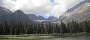 Engelmann Spruce, Picea engelmannii | Native Plants PNW