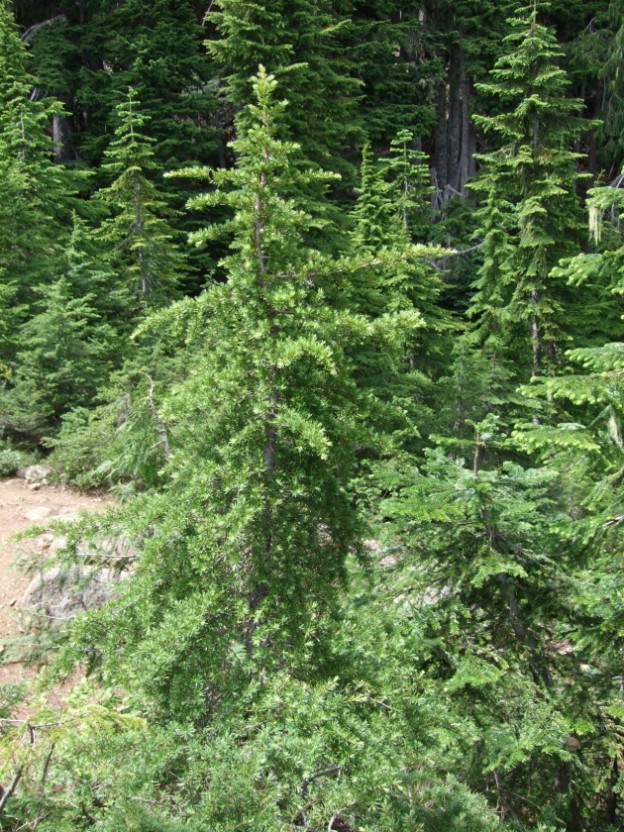Mountain Hemlock, Tsuga mertensiana | Native Plants PNW