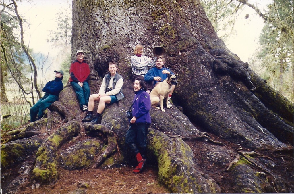 Sitka Spruce, Picea sitchensis | Native Plants PNW