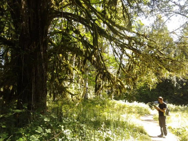 Pacific Yew, Taxus brevifolia | Native Plants PNW
