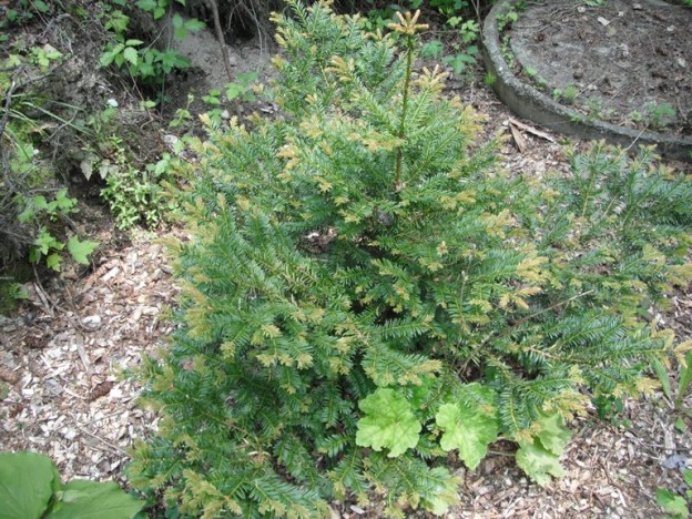 Pacific Yew, Taxus brevifolia | Native Plants PNW