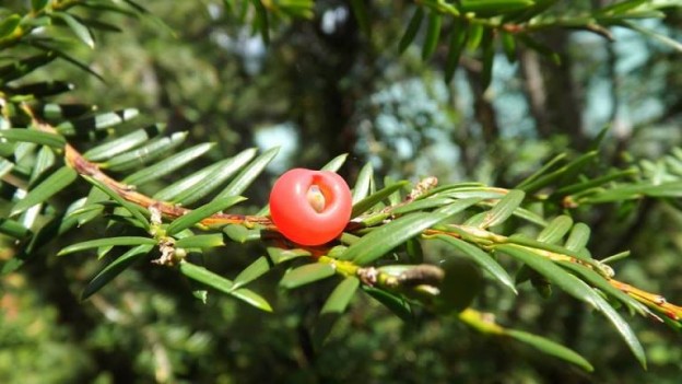 Pacific Yew, Taxus brevifolia | Native Plants PNW