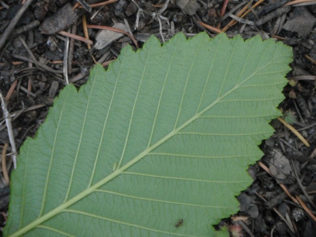 Red Alder, Alnus rubra | Native Plants PNW
