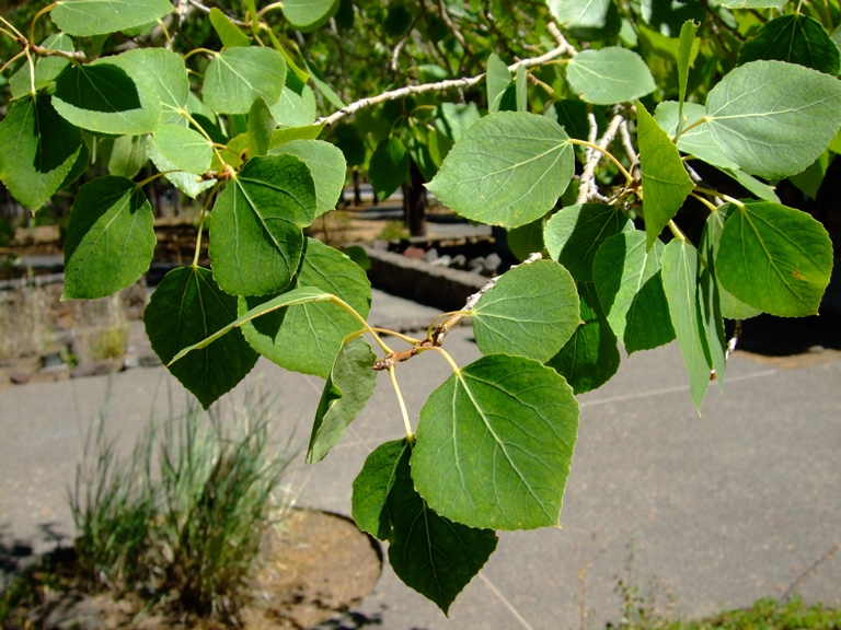 Ornamental Tree Seeds Quaking Aspen Tree Seeds (Populus Tremuloides ...