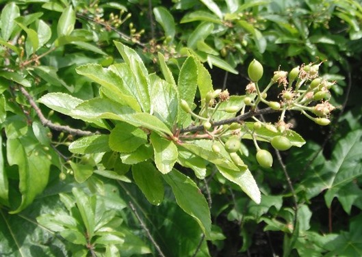 Bitter Cherry, Prunus emarginata | Native Plants PNW