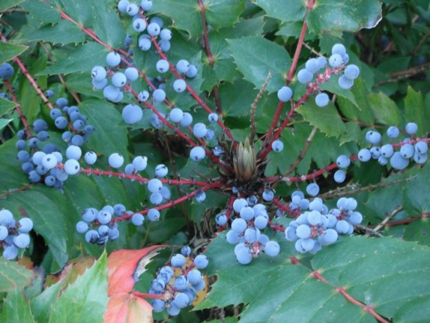 June | 2015 | Native Plants PNW