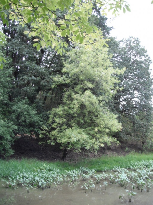 Oregon Ash, Fraxinus latifolia | Native Plants PNW