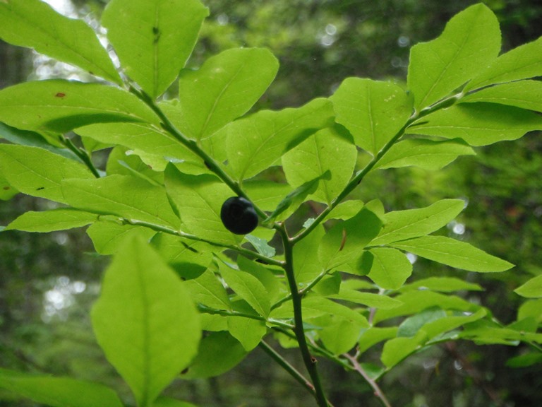Oval-leaved Blueberry, Vaccinium ovalifolium | Native Plants PNW