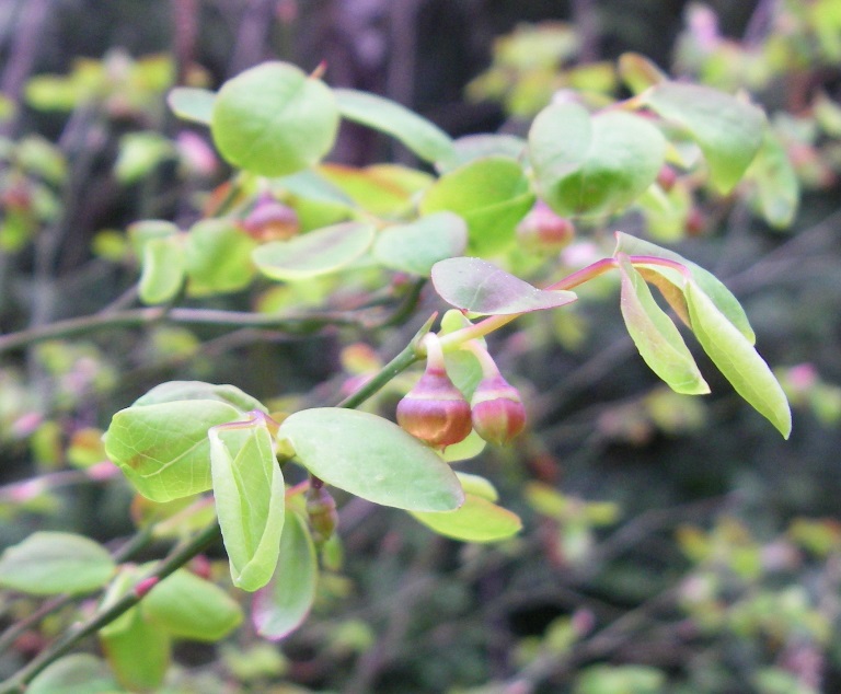 Red Huckleberry, Vaccinium parvifolium | Native Plants PNW