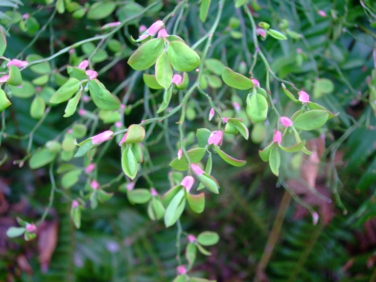 Red Huckleberry, Vaccinium parvifolium | Native Plants PNW