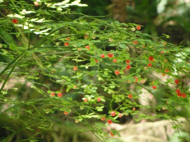 Red Huckleberry, Vaccinium parvifolium | Native Plants PNW
