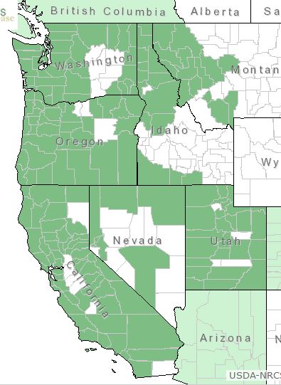 Ocean Spray, Holodiscus discolor | Native Plants PNW