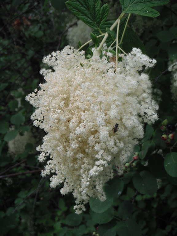 Ocean Spray, Holodiscus discolor | Native Plants PNW