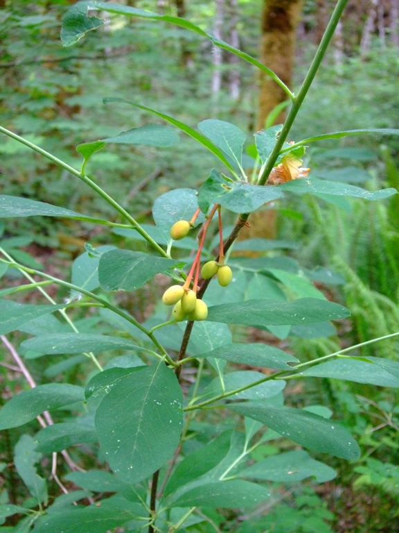 Indian Plum, Oemleria cerasiformis | Native Plants PNW