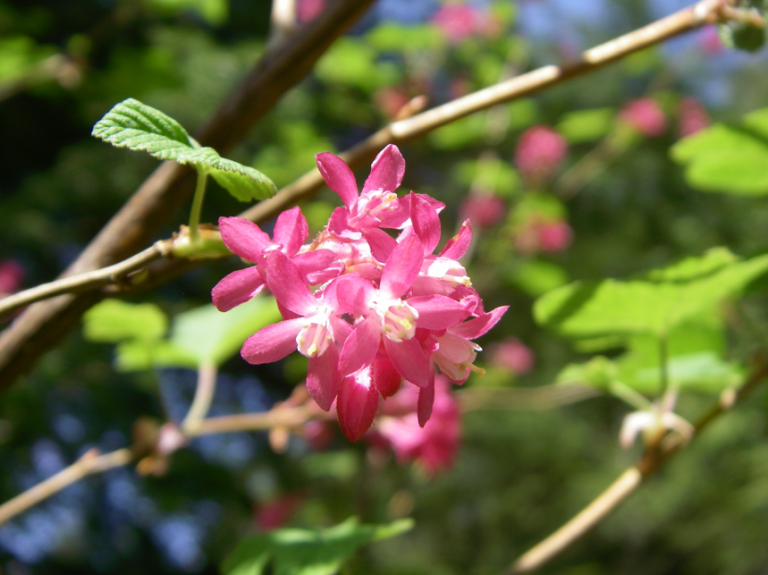 Red Flowering Currant, Ribes sanguineum | Native Plants PNW