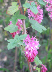 Red Flowering Currant, Ribes sanguineum | Native Plants PNW