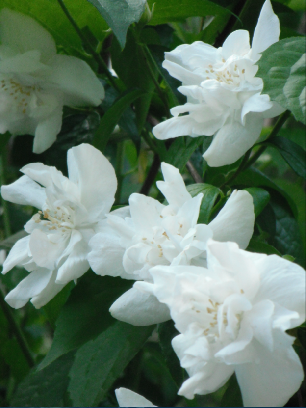 Lewis’ Mock Orange, Philadelphus lewisii | Native Plants PNW