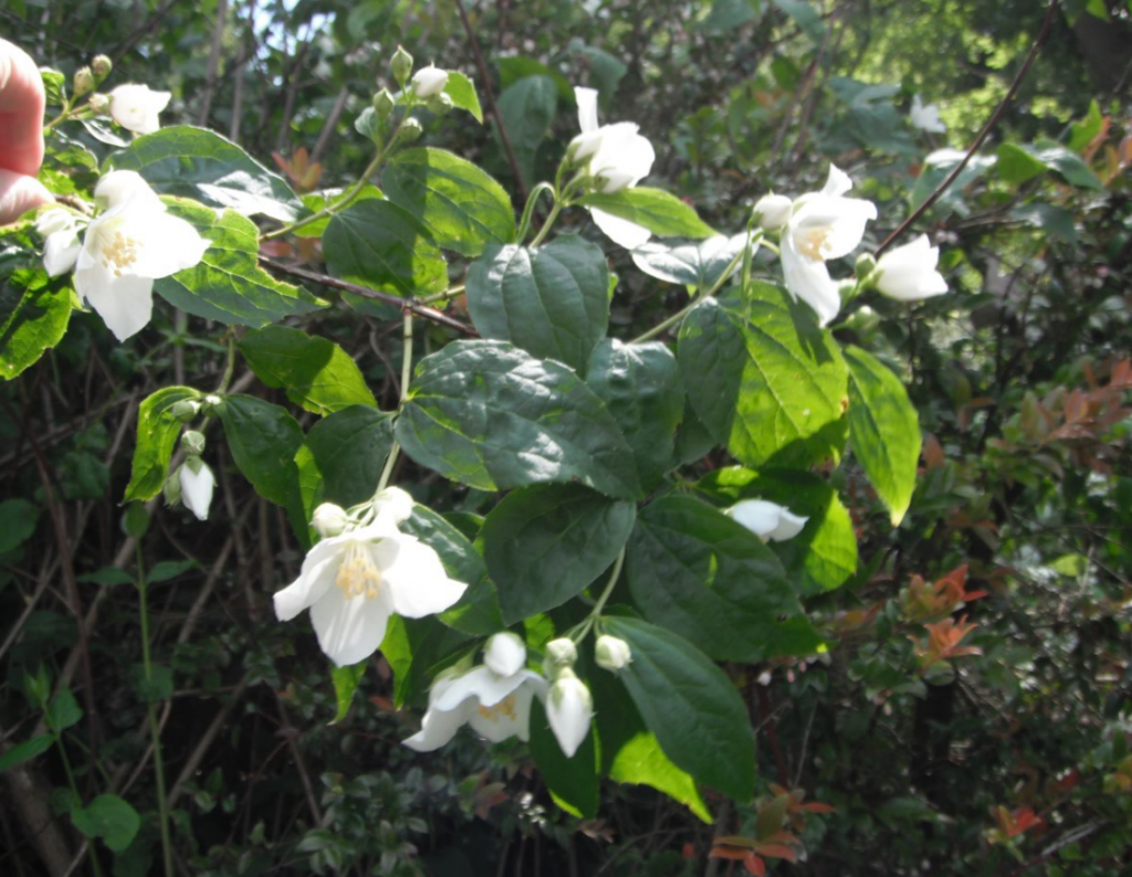 Lewis’ Mock Orange, Philadelphus lewisii | Native Plants PNW