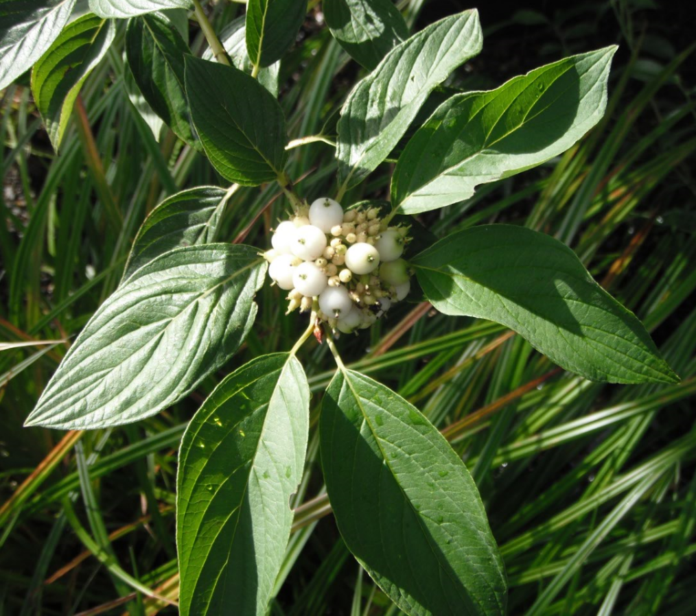 Red-Twig Dogwood, Cornus sericea | Native Plants PNW
