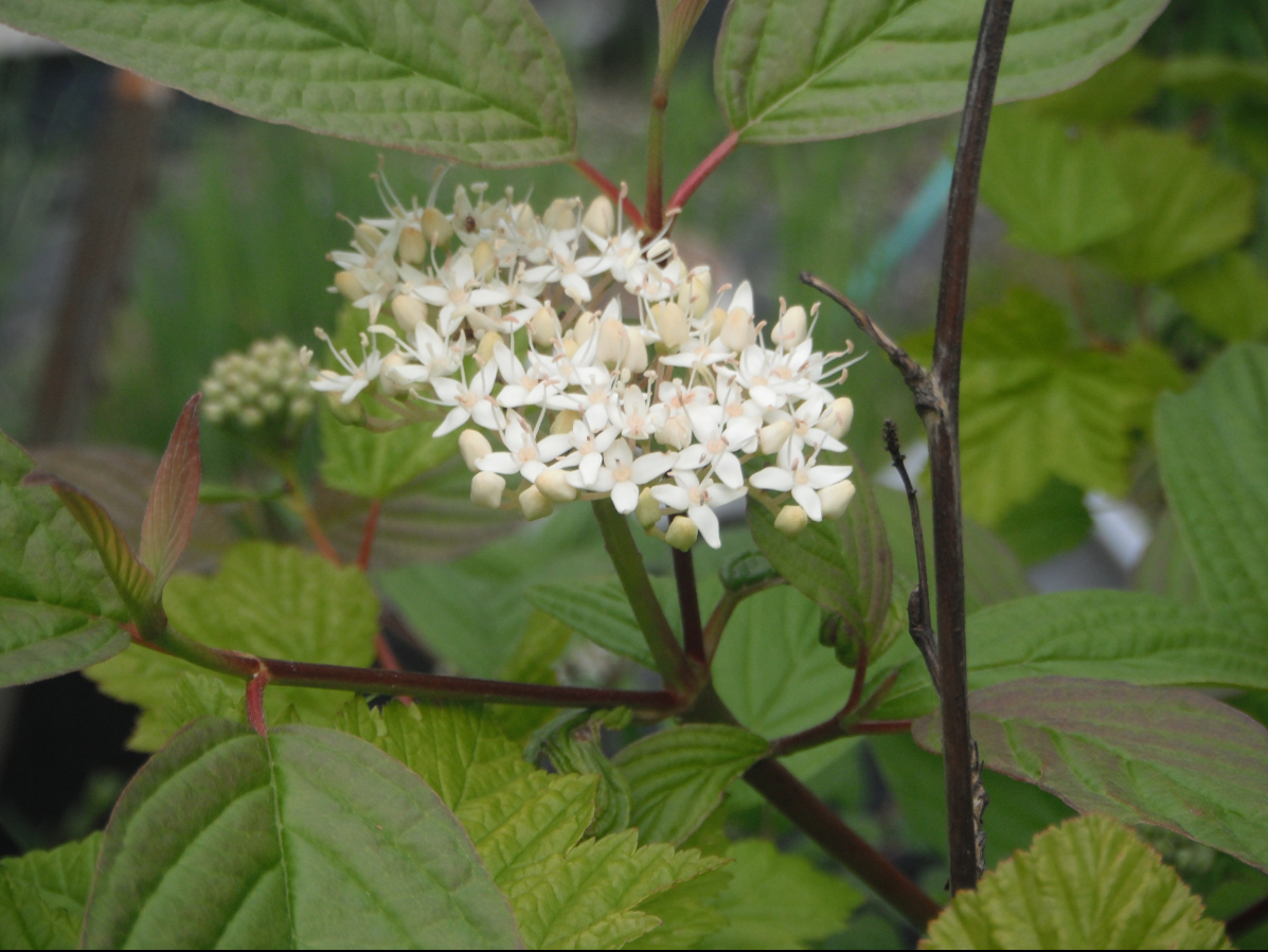 Red-Twig Dogwood, Cornus sericea | Native Plants PNW