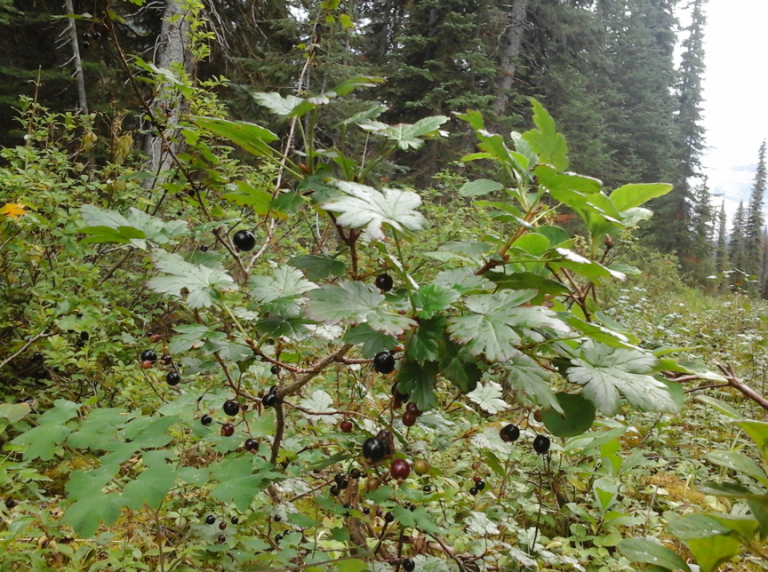 Black Swamp Gooseberry, Ribes lacustre | Native Plants PNW