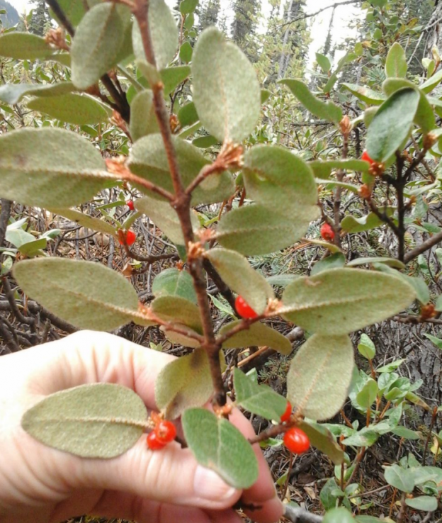Soapberry, Shepherdia canadensis | Native Plants PNW