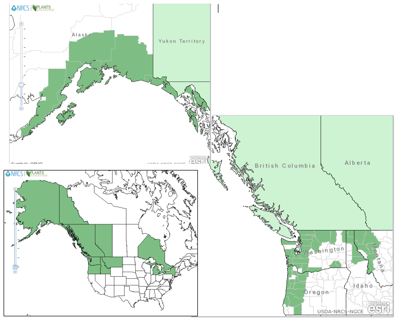 Devil’s Club, Oplopanax horridus | Native Plants PNW