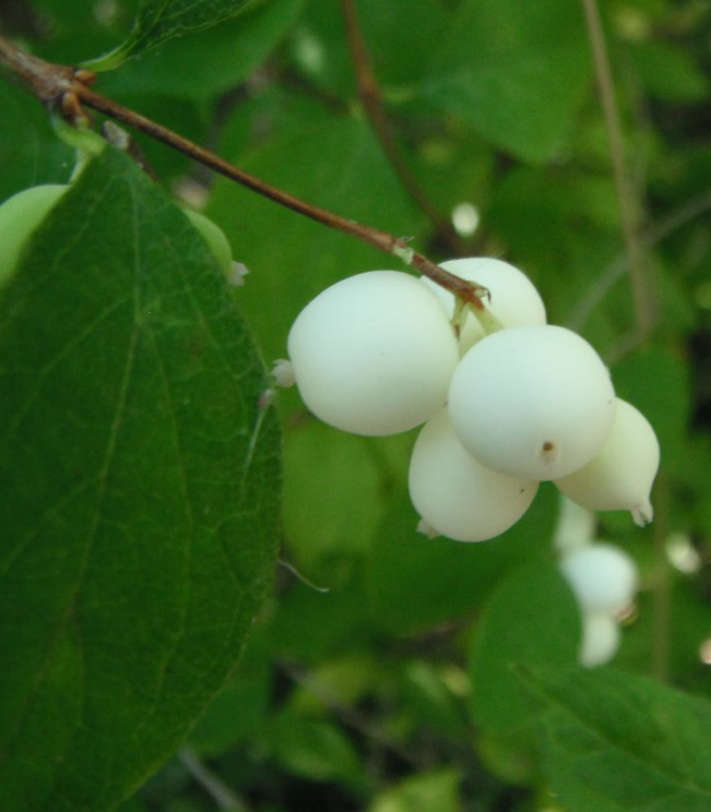 Common Snowberry, Symphoricarpos albus | Native Plants PNW