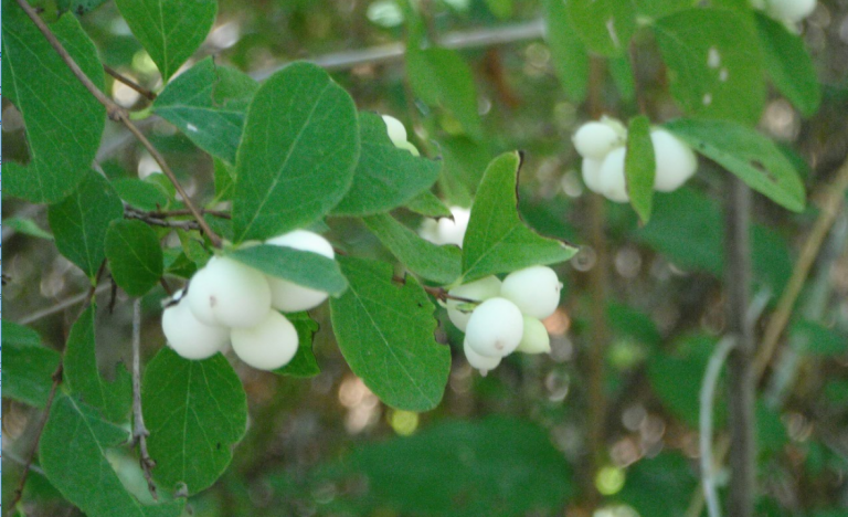 Common Snowberry, Symphoricarpos albus | Native Plants PNW