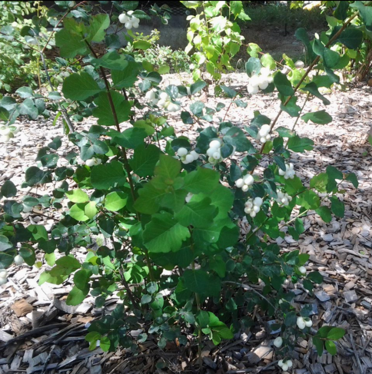 Common Snowberry, Symphoricarpos albus | Native Plants PNW