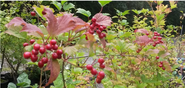 American Cranberrybush, Viburnum opulus | Native Plants PNW