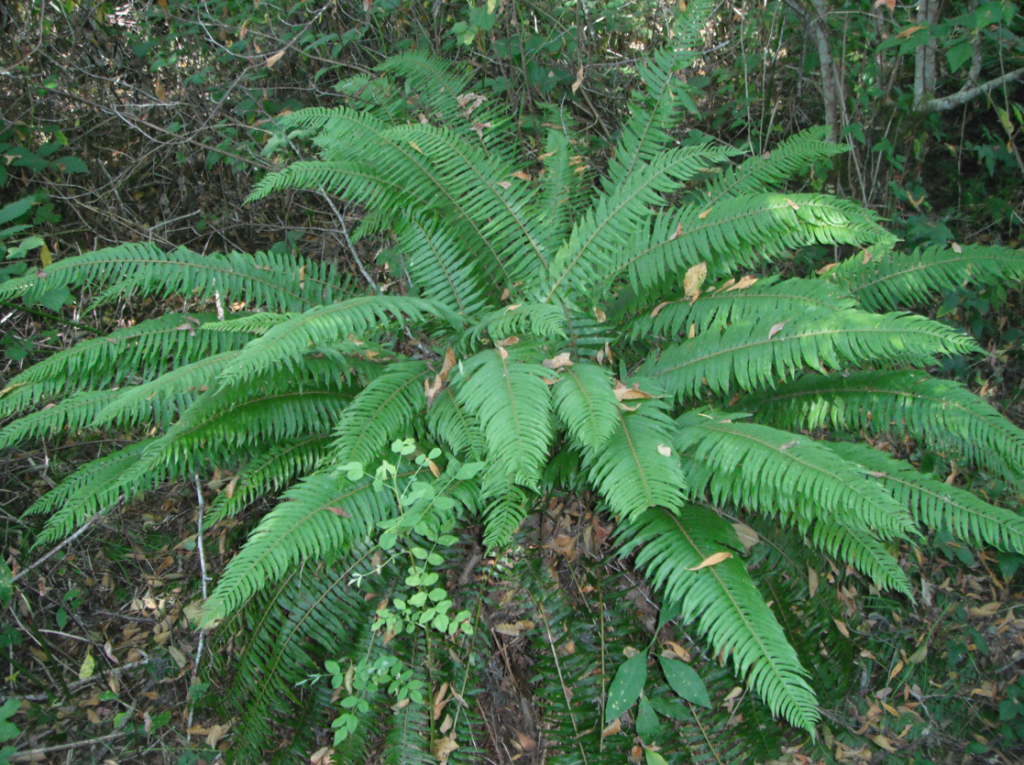Western Sword Fern, Polystichum munitum | Native Plants PNW