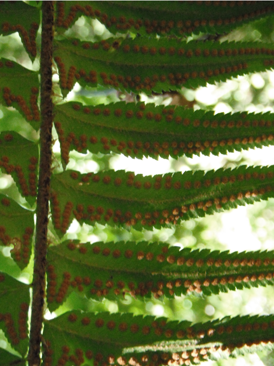 Western Sword Fern, Polystichum munitum | Native Plants PNW