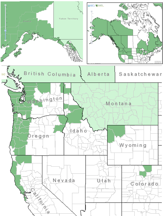 Ferns | Native Plants PNW