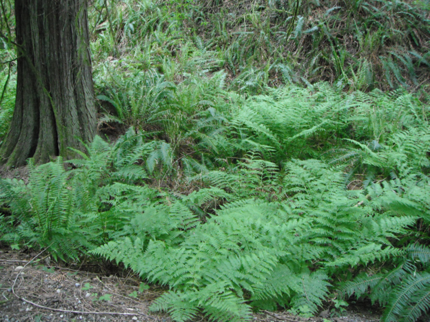 Ferns | Native Plants PNW