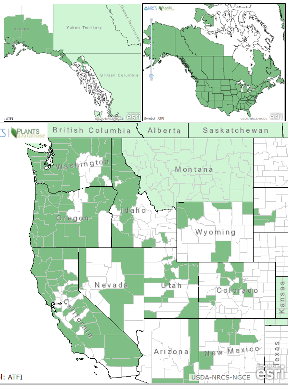 Ferns | Native Plants PNW