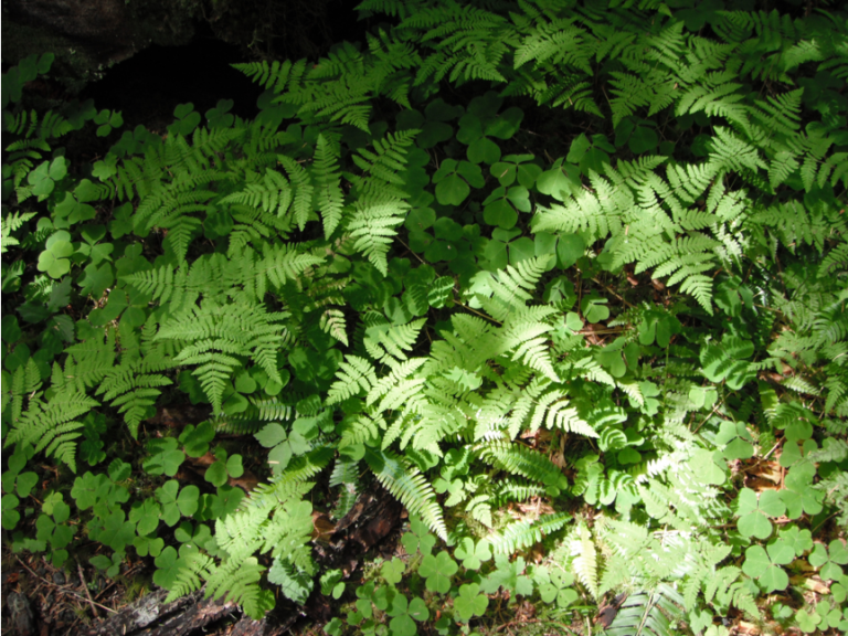 Ferns | Native Plants PNW