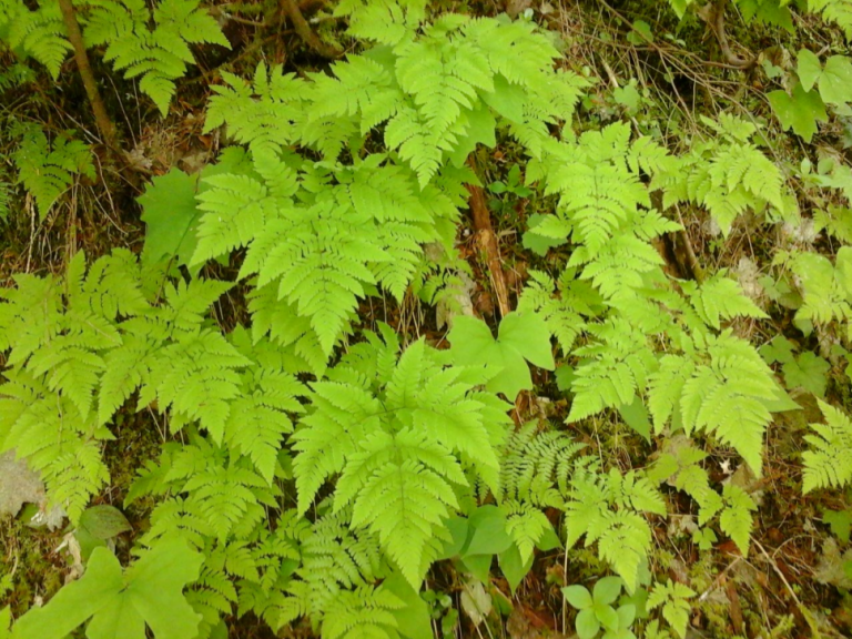 Ferns | Native Plants PNW