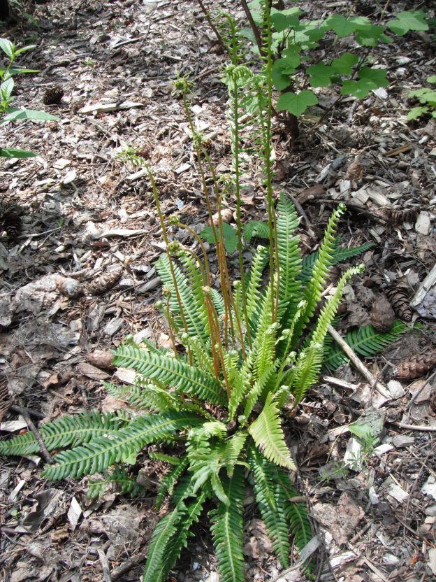 Ferns | Native Plants PNW