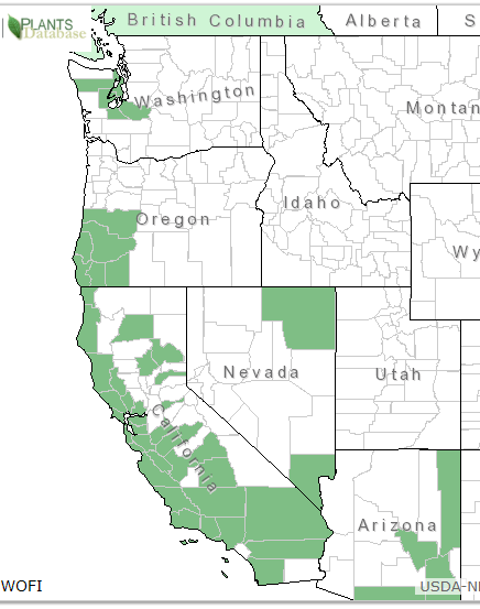 Ferns | Native Plants PNW