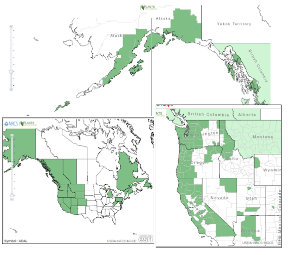 Ferns | Native Plants PNW