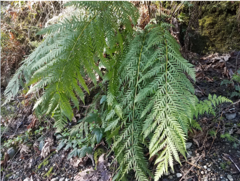 Ferns | Native Plants PNW