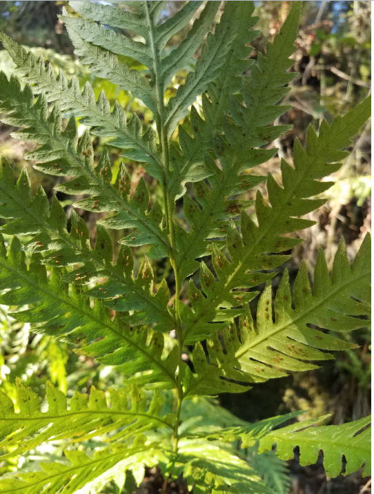 Giant Chain Fern, Woodwardia fimbriata | Native Plants PNW