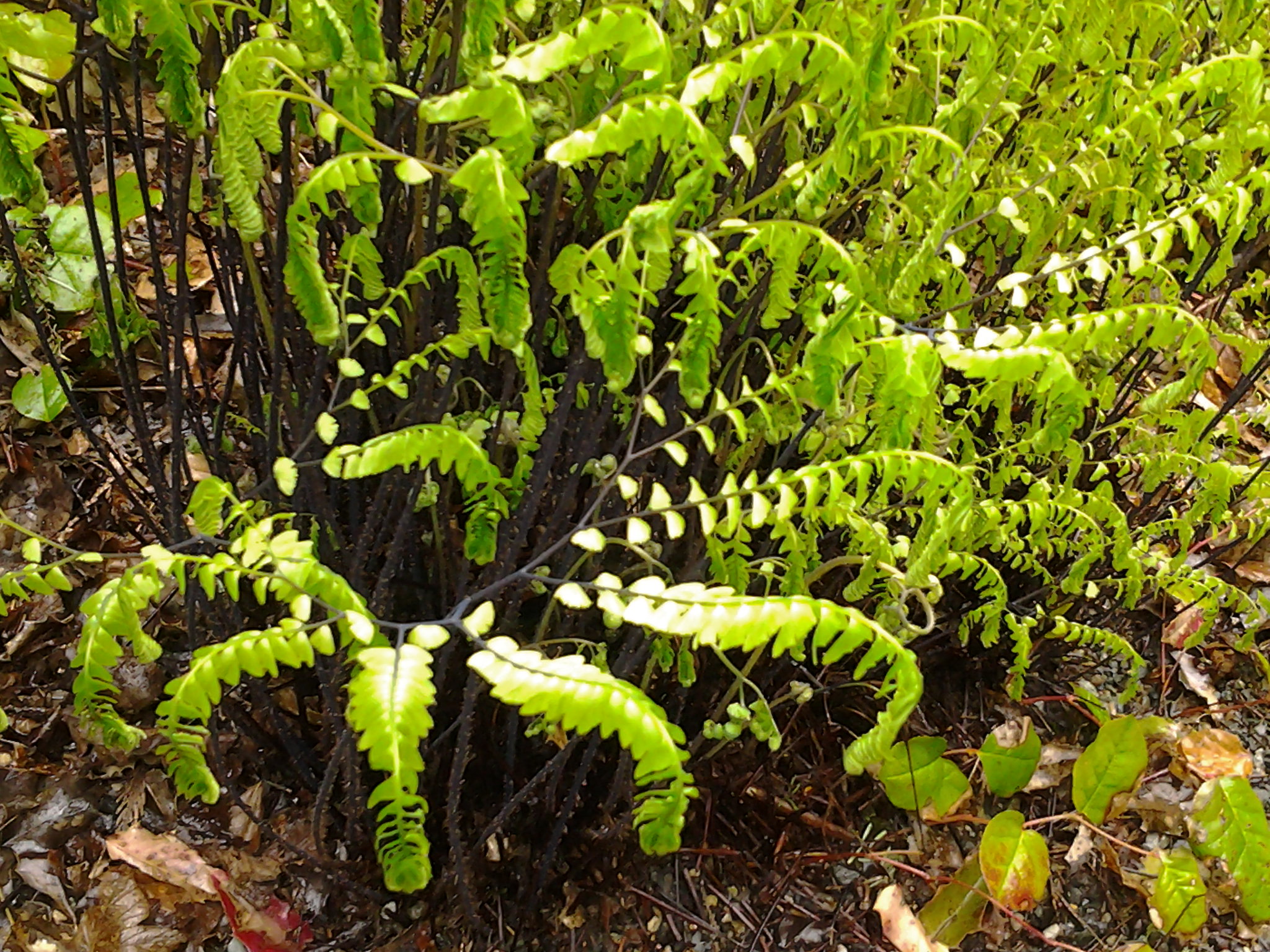 Ferns | Native Plants PNW